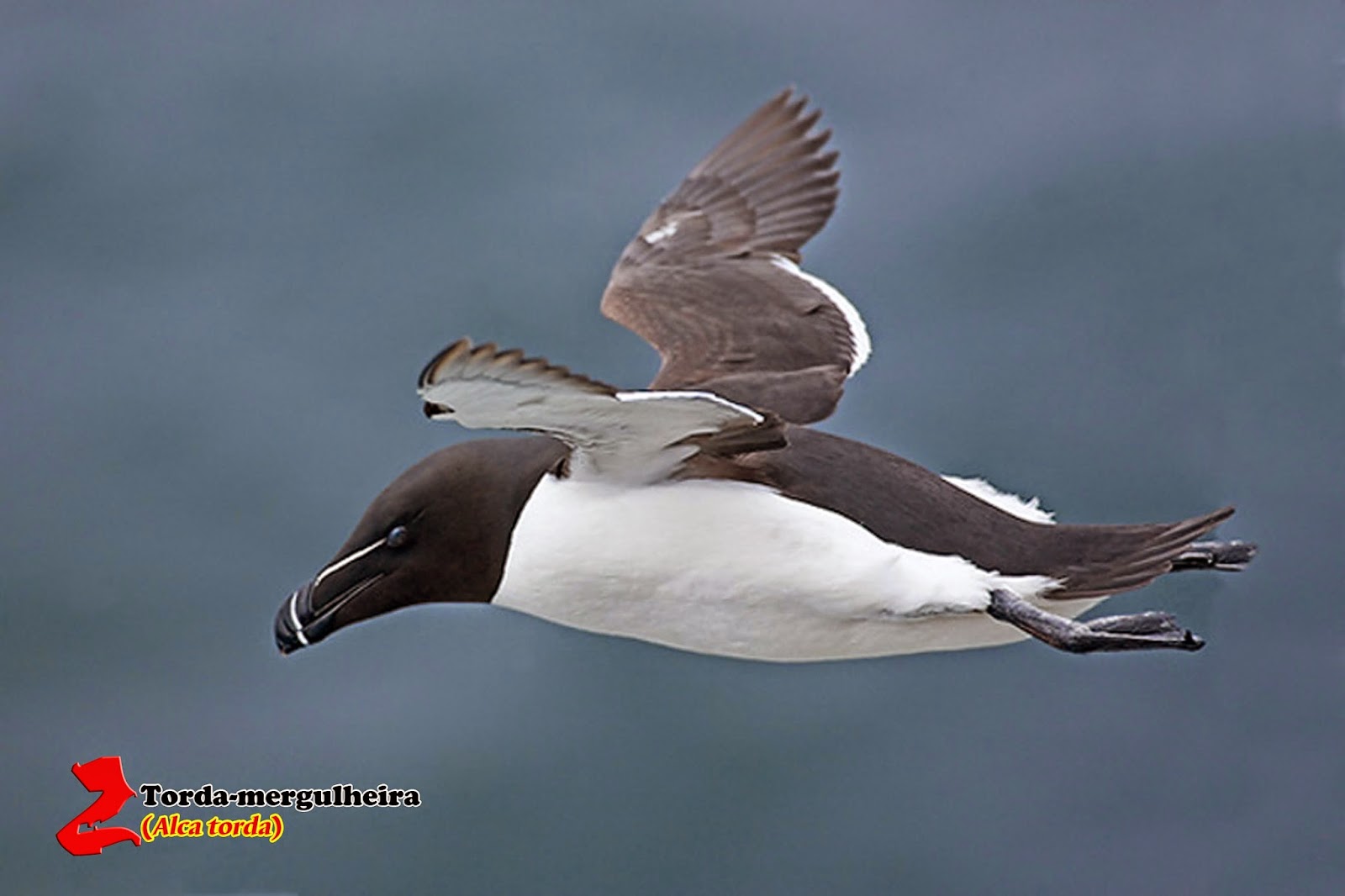 ORNITOLOGIA: Torda-mergulheira (Alca torda)